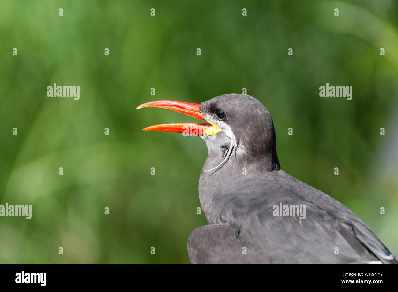 Red beak hi-res stock photography and images - Alamy