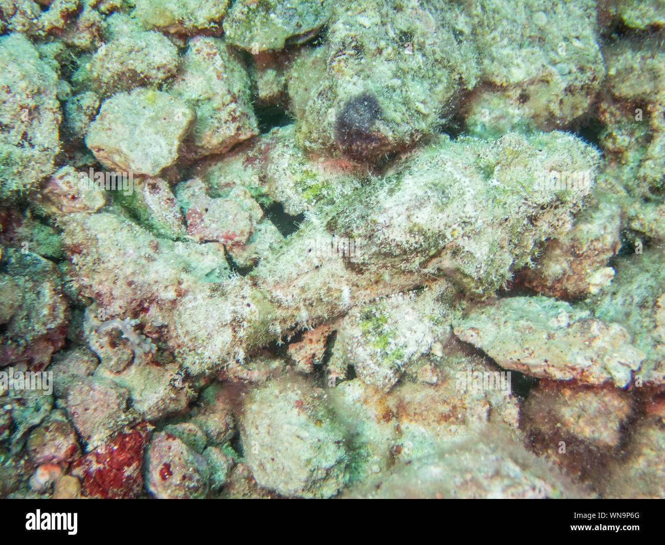 Bearded Scorpion Fish Stock Photo - Alamy