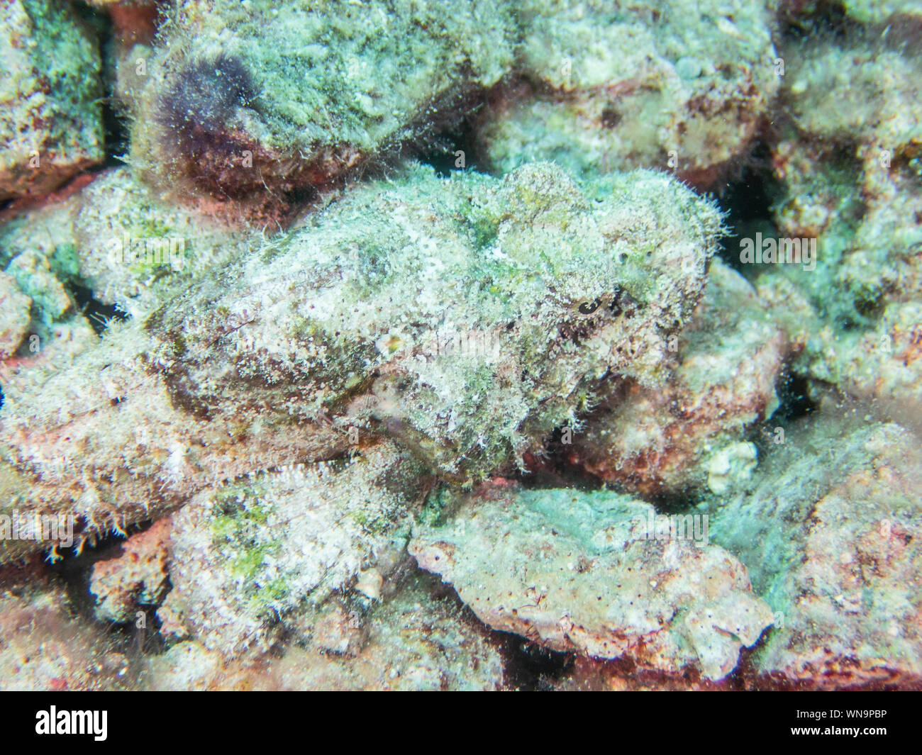Bearded Scorpion Fish Stock Photo - Alamy
