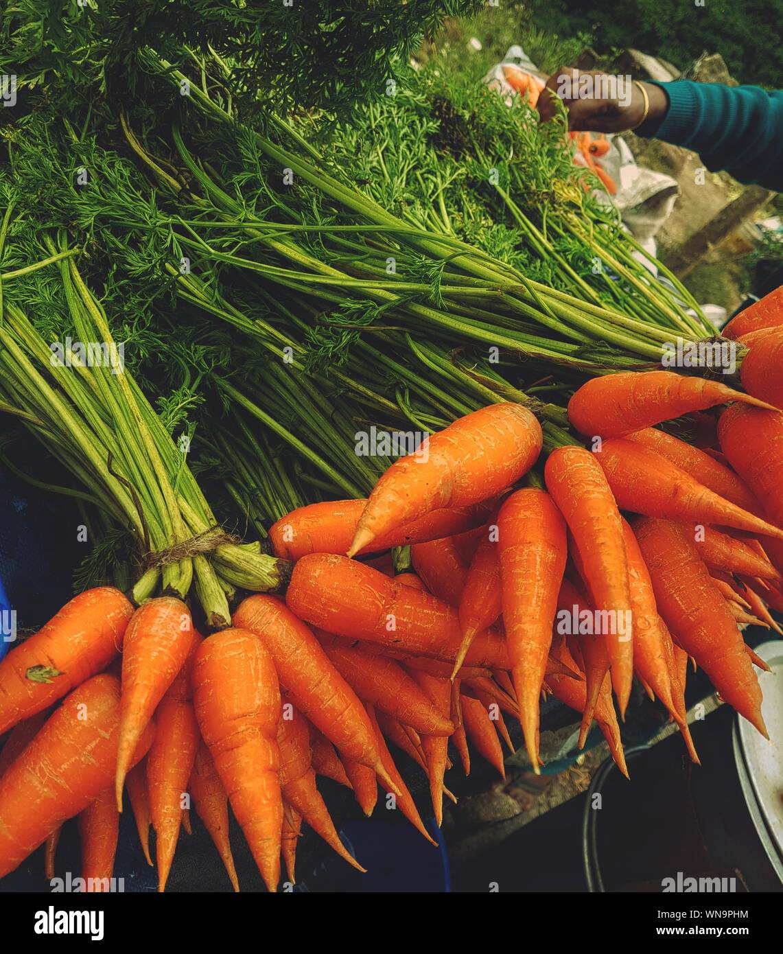 Hand holding large carrot hi-res stock photography and images - Alamy