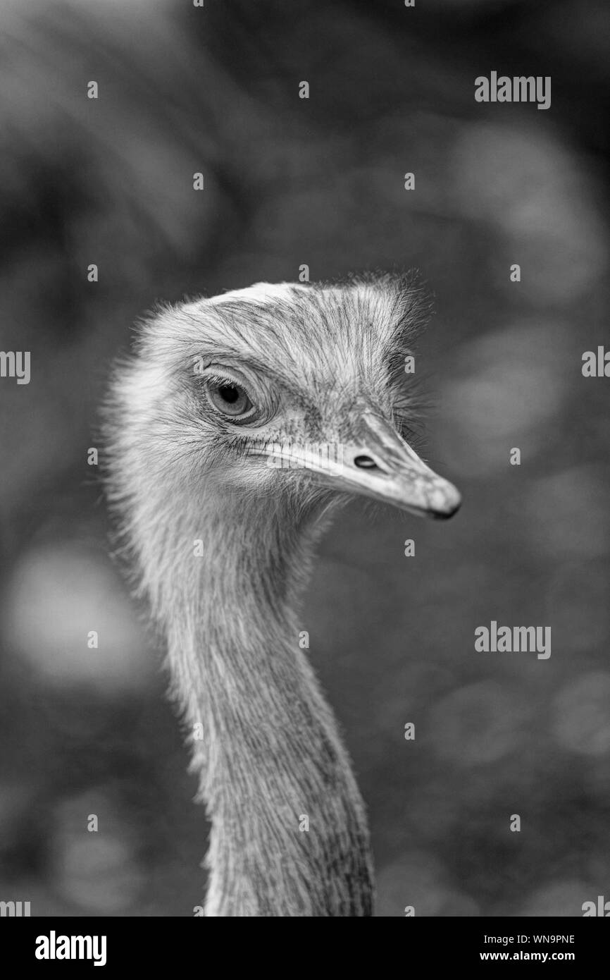 Ostrich Black and White Stock Photos & Images - Alamy