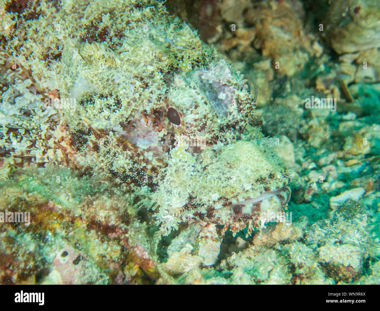 Bearded Scorpion Fish Stock Photo - Alamy