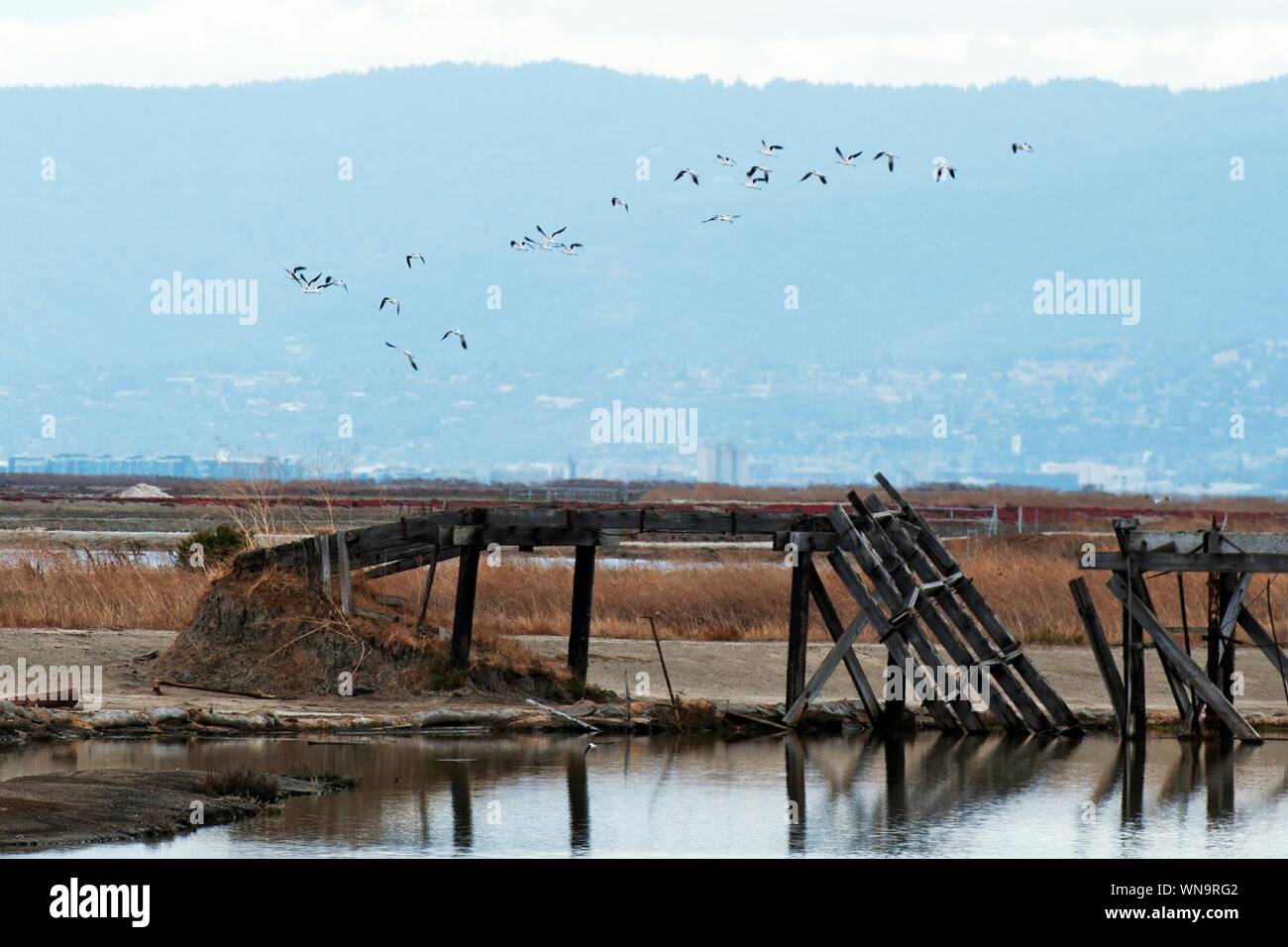 Flying birds over pier hi-res stock photography and images - Alamy