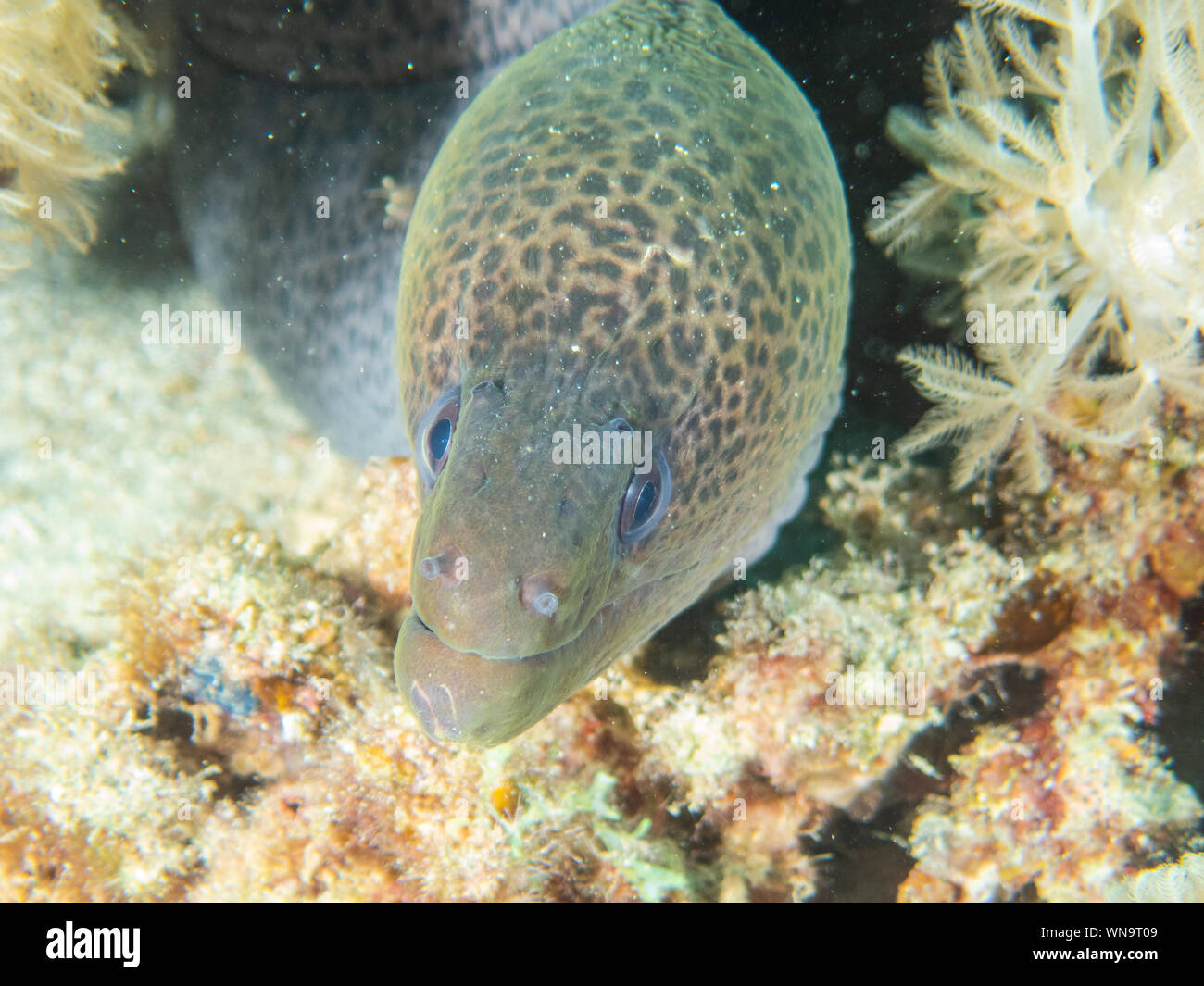 Giant Moray Eel Stock Photo - Alamy