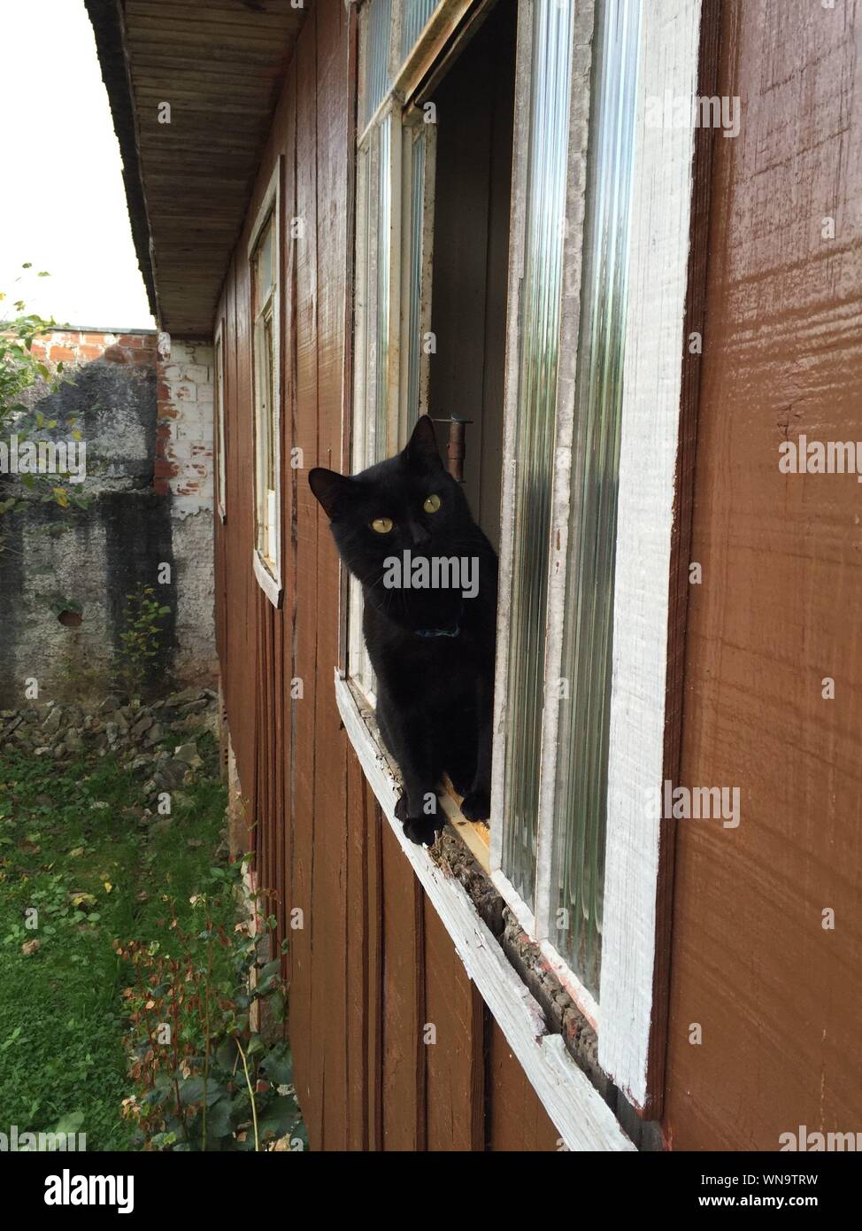 Black Cat On House Window Stock Photo - Alamy