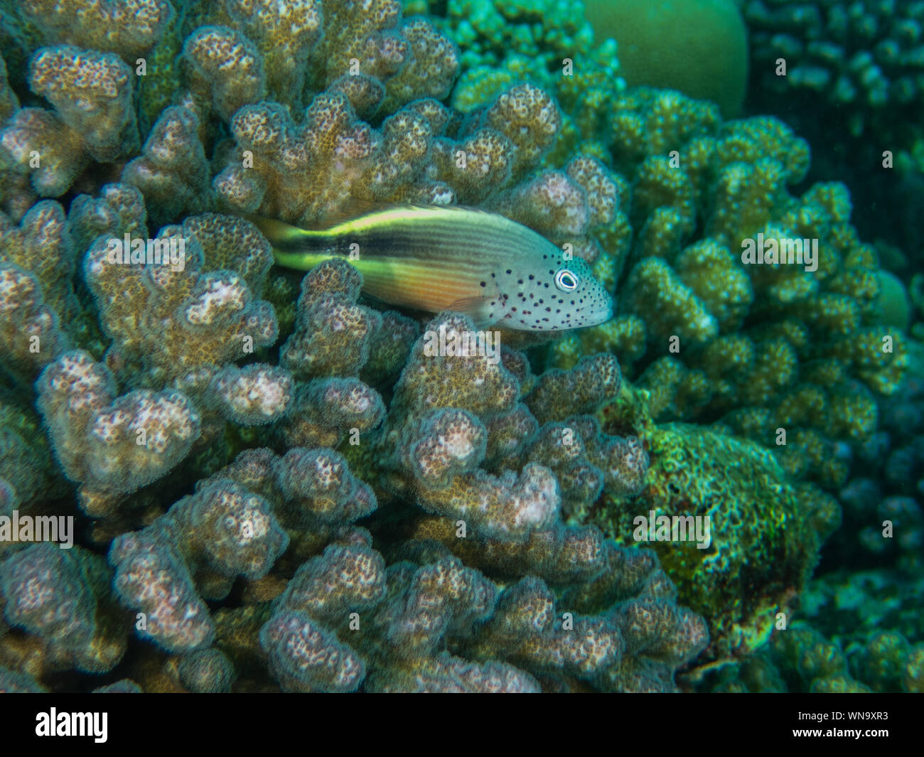 Freckled Hawk Fish in the Red Sea Stock Photo - Alamy