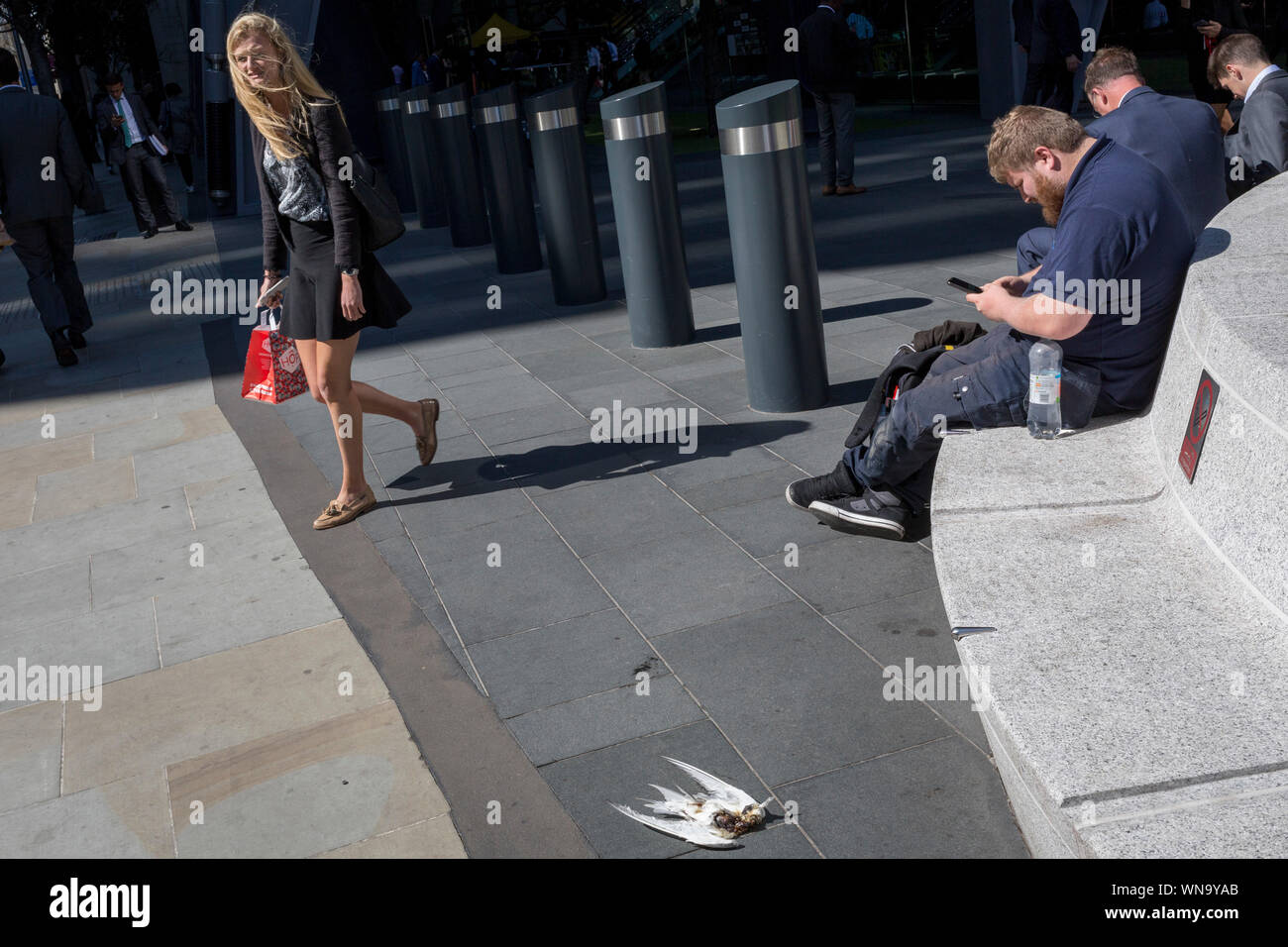 Headless Bird High Resolution Stock Photography and Images - Alamy