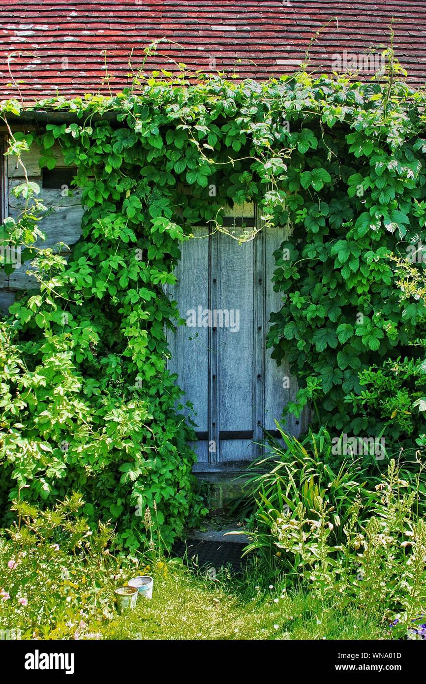 Plant on the rooftop hi-res stock photography and images - Alamy