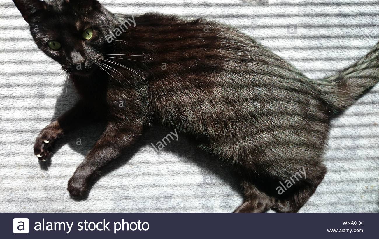 Cat Pouncing Stock Photos & Cat Pouncing Stock Images - Alamy