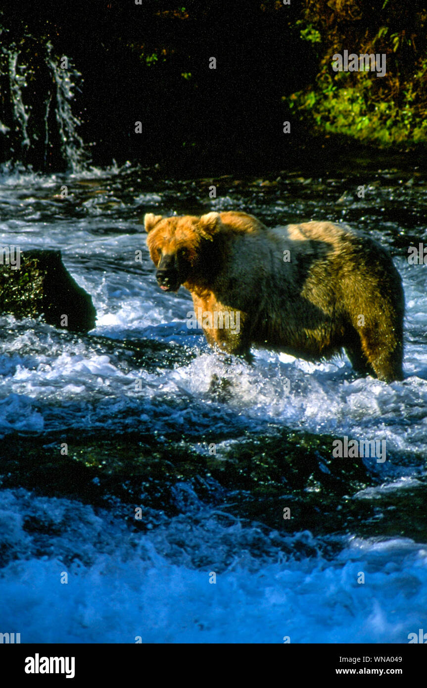 Bear at river hi-res stock photography and images - Alamy