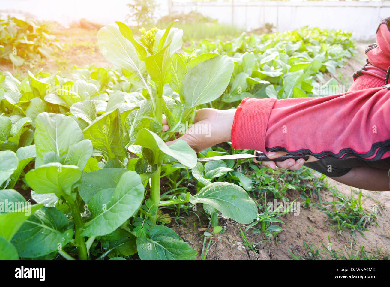Hands with crops hi-res stock photography and images - Alamy