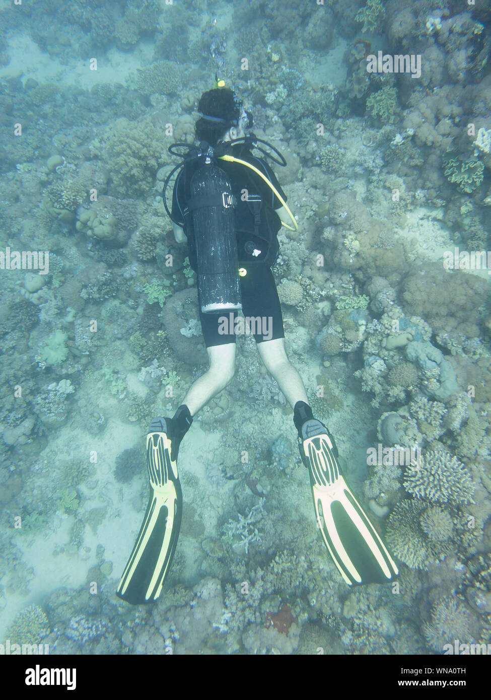 Scuba Diving in the Red Sea Stock Photo - Alamy