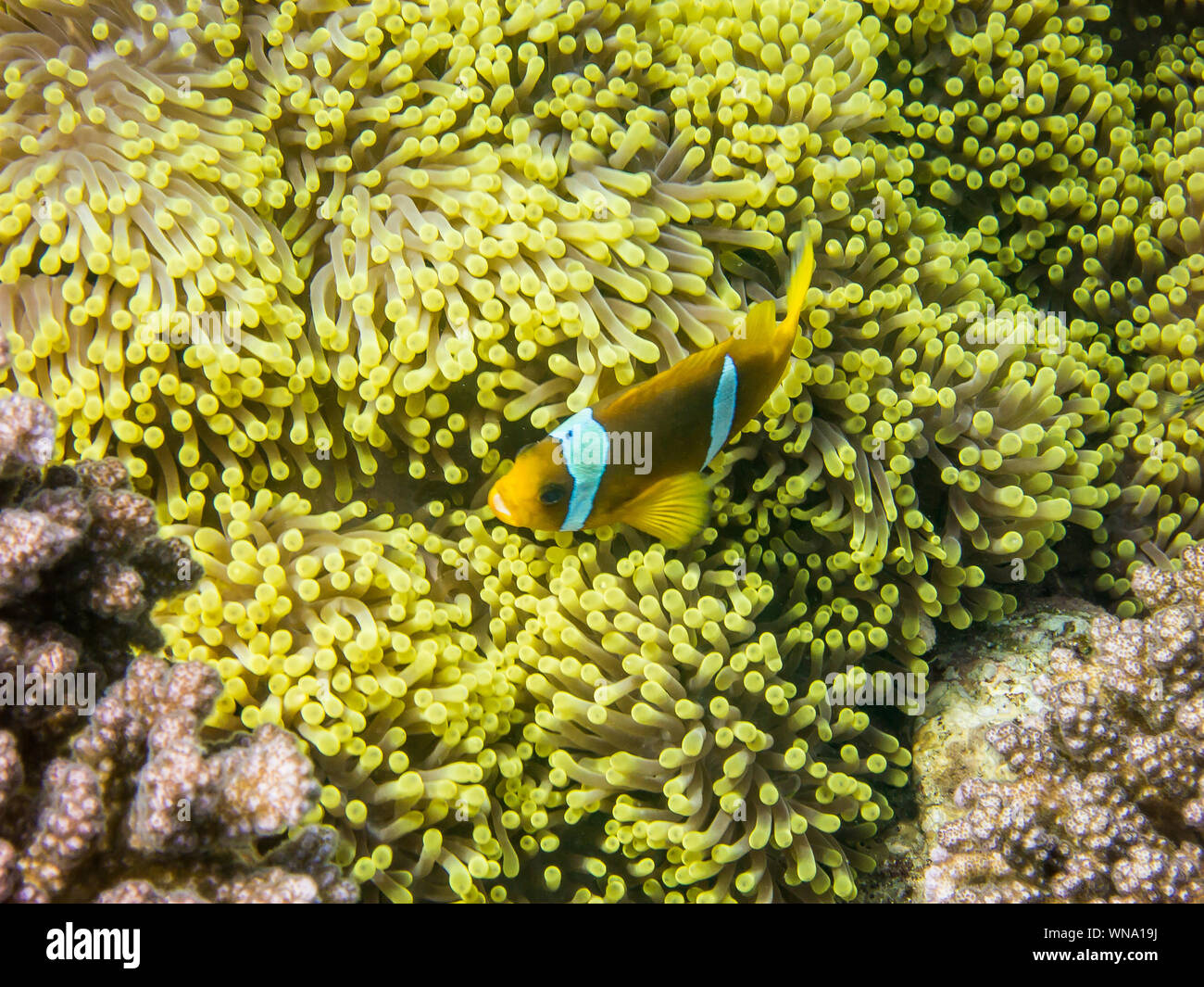 Red Sea Anemone Fish Stock Photo - Alamy