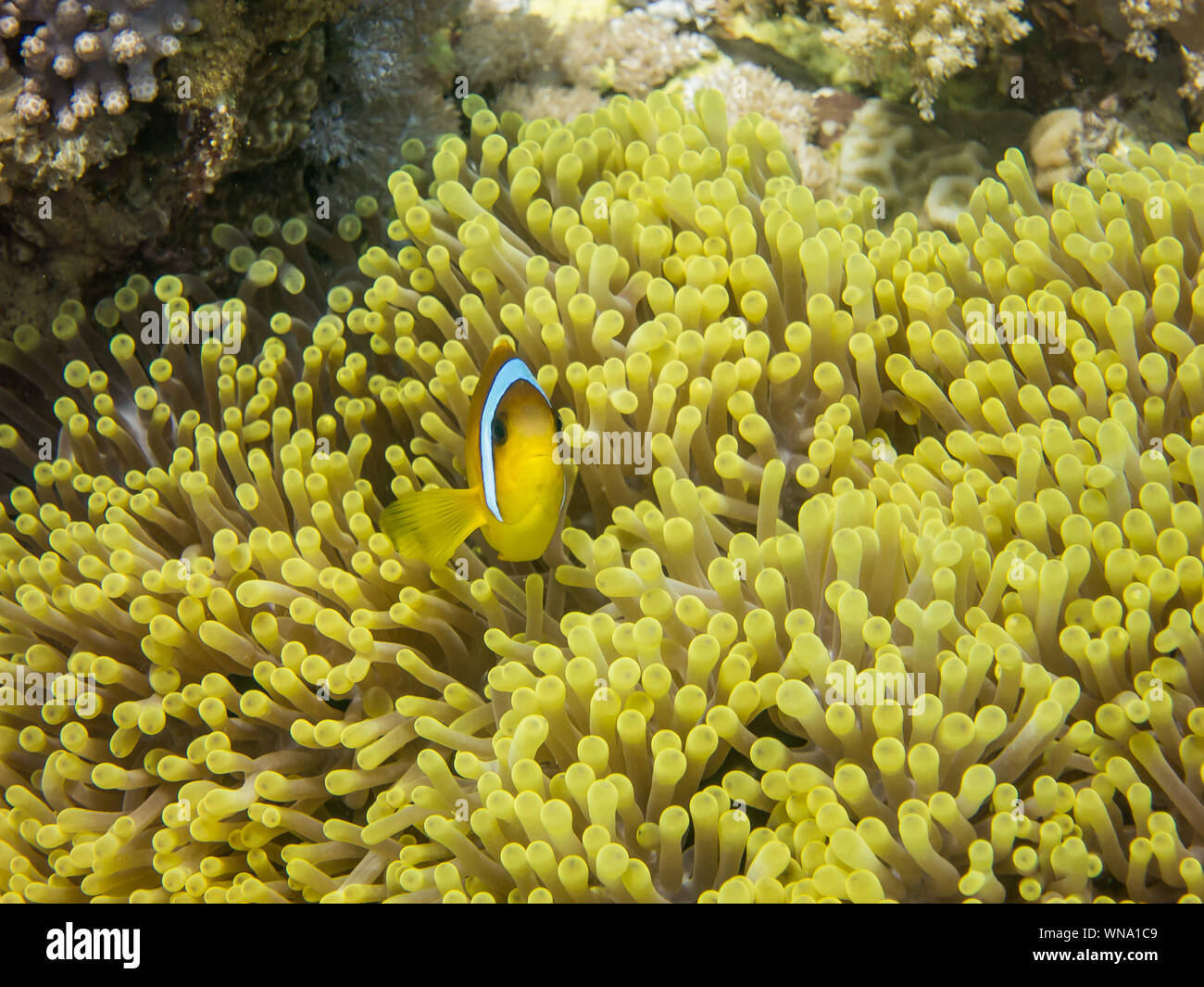 Red Sea Anemone Fish Stock Photo - Alamy