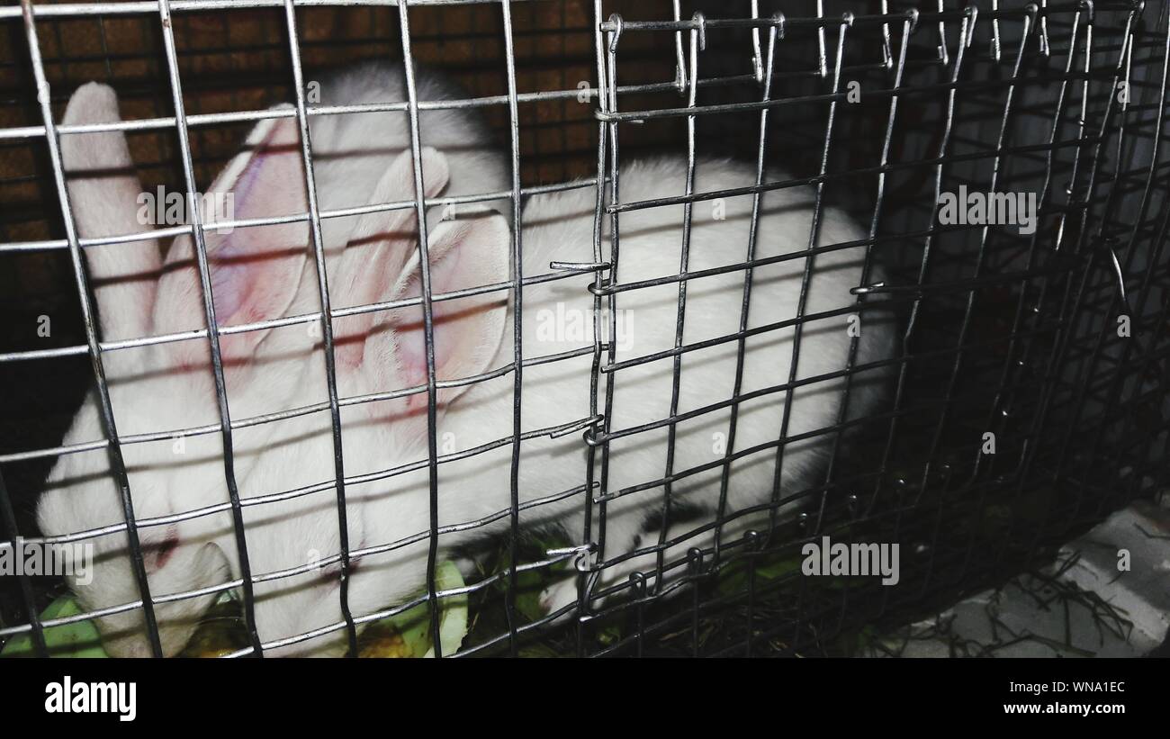 Trapped rabbit hi-res stock photography and images - Alamy