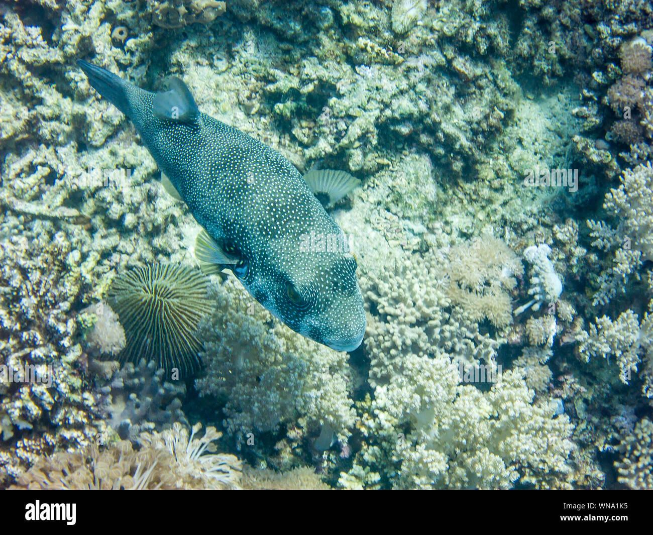 Starry Puffer Fish in the Red Sea Stock Photo - Alamy