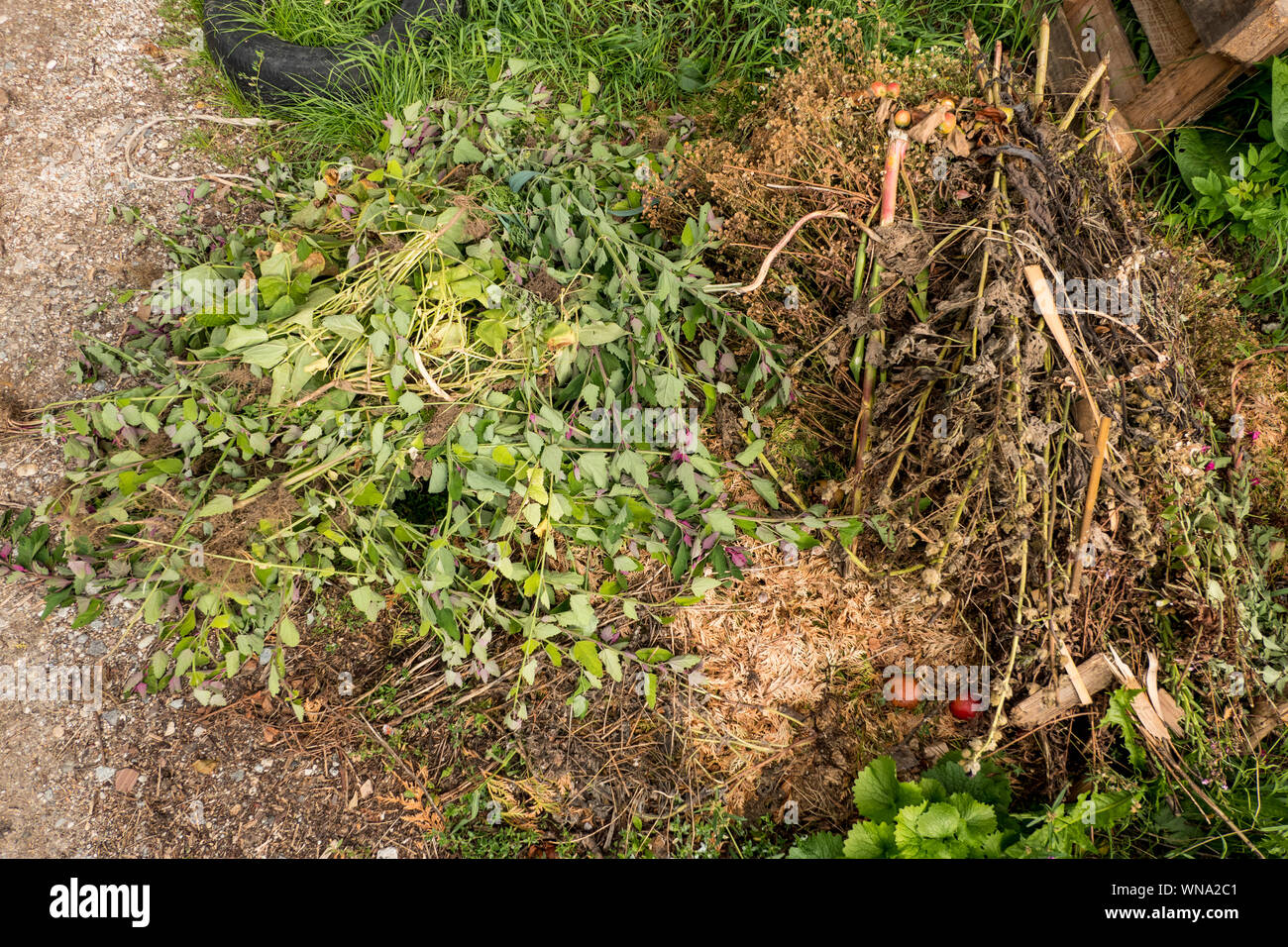 compost heap with green waste from hedges and branches Stock Photo - Alamy