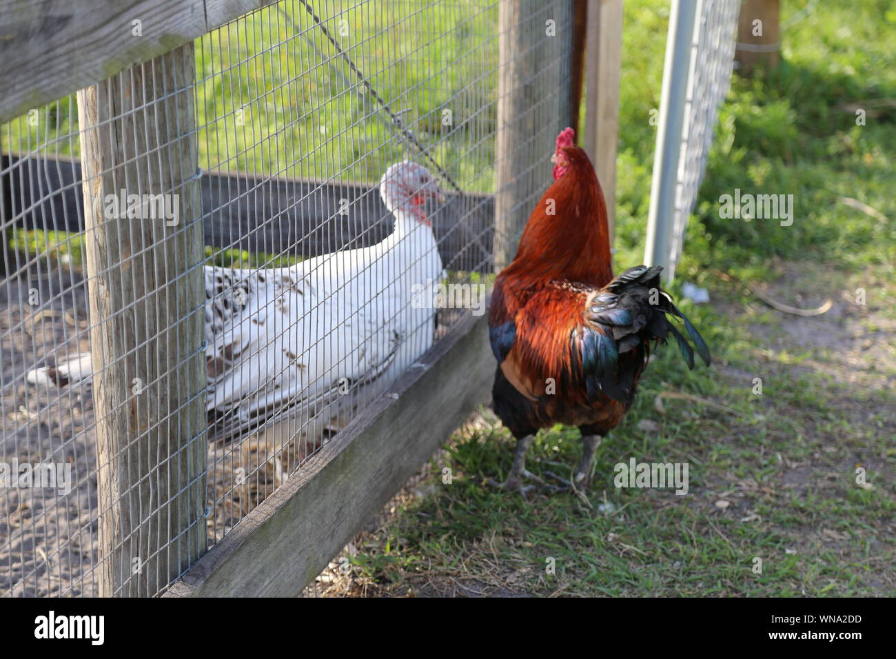 Turkey in cage hi-res stock photography and images - Alamy