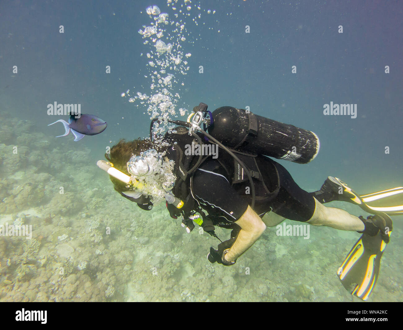 Scuba Diving in the Red Sea Stock Photo - Alamy