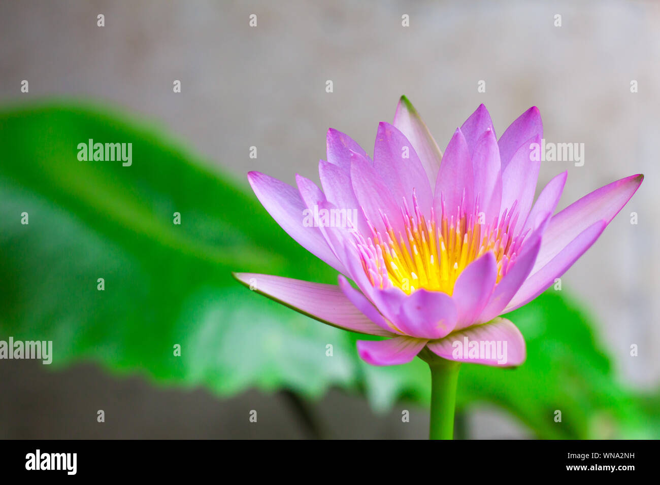 Colorful of a lotus blooming in the early seasons of nature Stock Photo ...