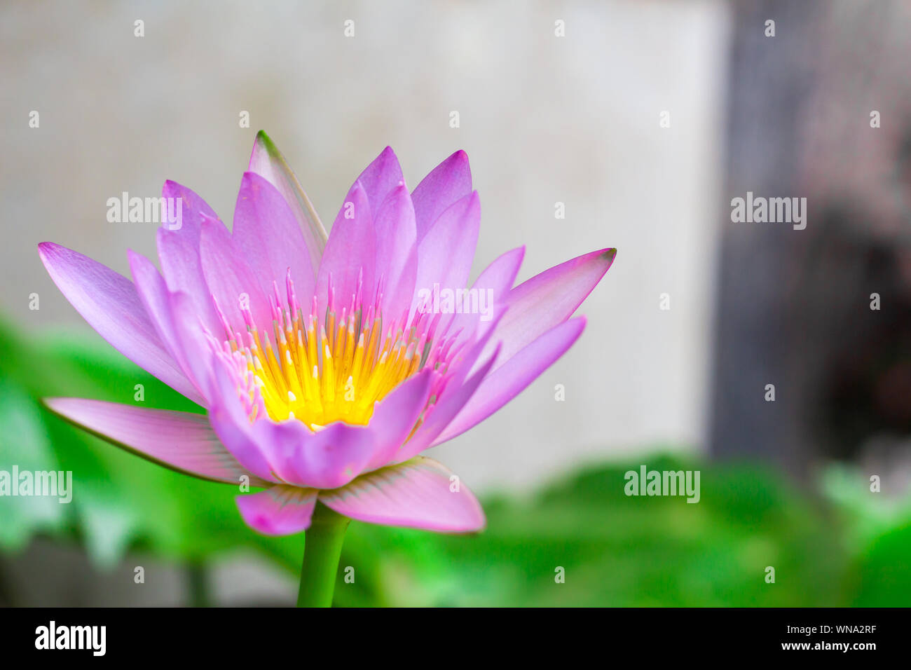 Colorful of a lotus blooming in the early seasons of nature Stock Photo ...