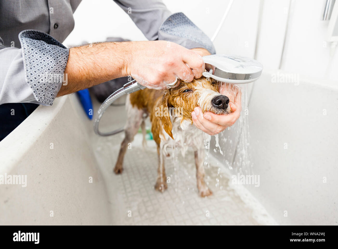 Grooming dog hi-res stock photography and images - Alamy