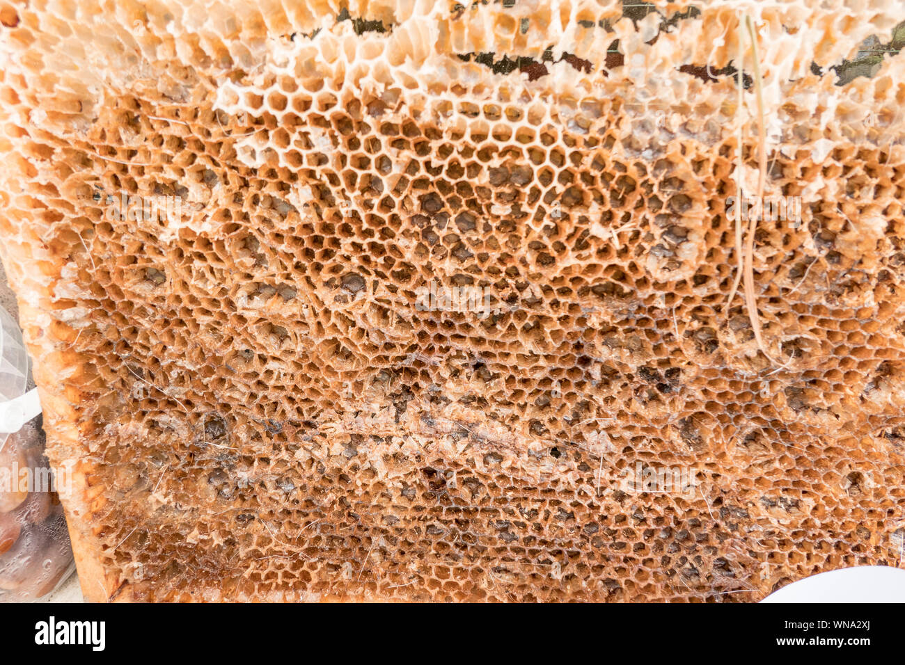 Close-up of an empty honeycomb with remains of honey Stock Photo - Alamy