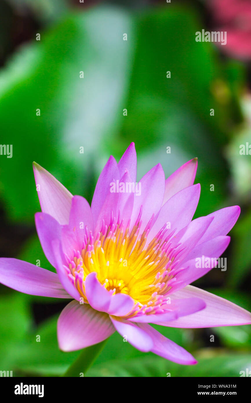 Colorful of a lotus blooming in the early seasons of nature Stock Photo ...