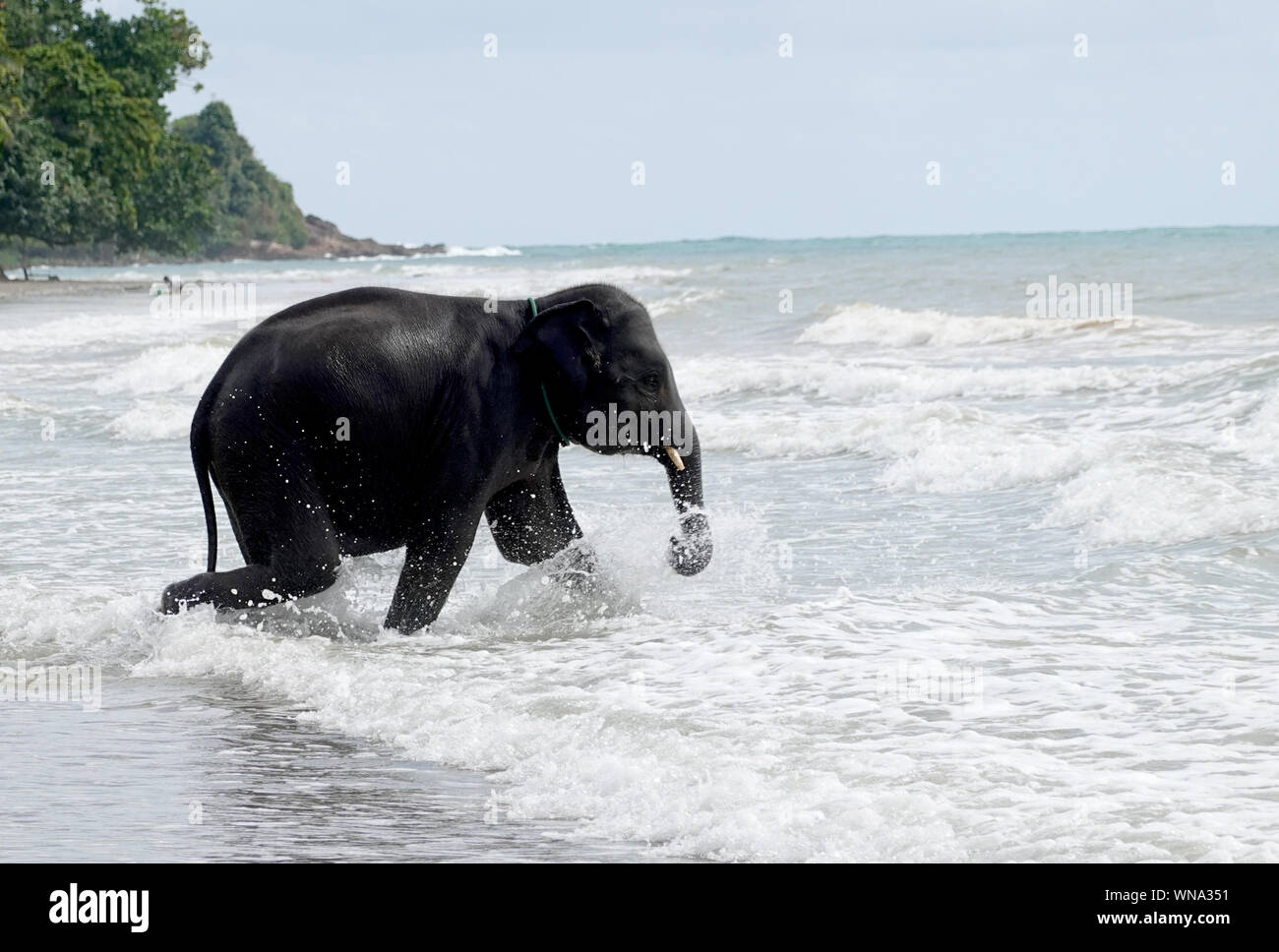 Sea elephant hi-res stock photography and images - Alamy