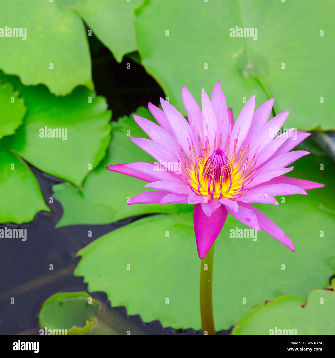 Colorful of a lotus blooming in the early seasons of nature Stock Photo ...