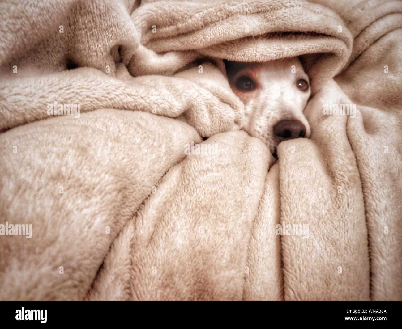 Dog wrapped up in a blanket hi-res stock photography and images - Alamy
