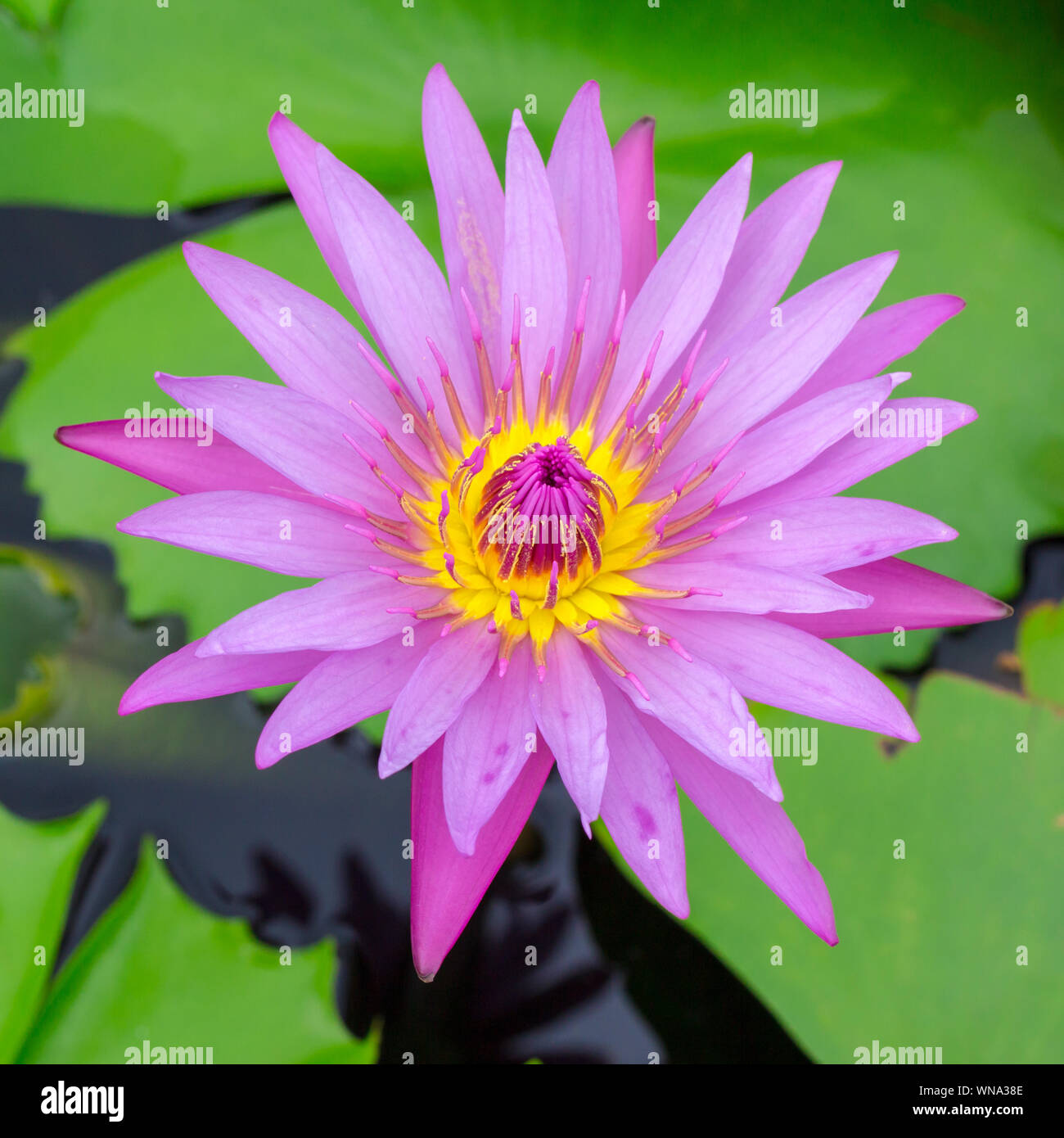 Colorful of a lotus blooming in the early seasons of nature Stock Photo ...