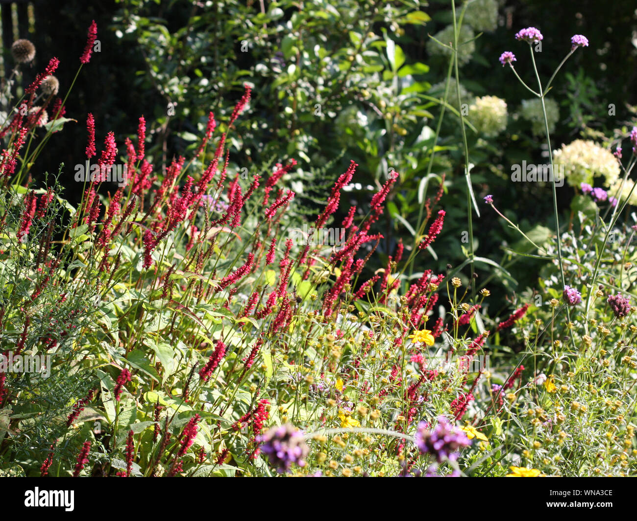 Garden red tail hi-res stock photography and images - Alamy