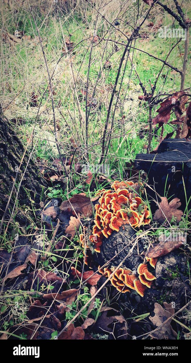 Fungus root hi-res stock photography and images - Alamy