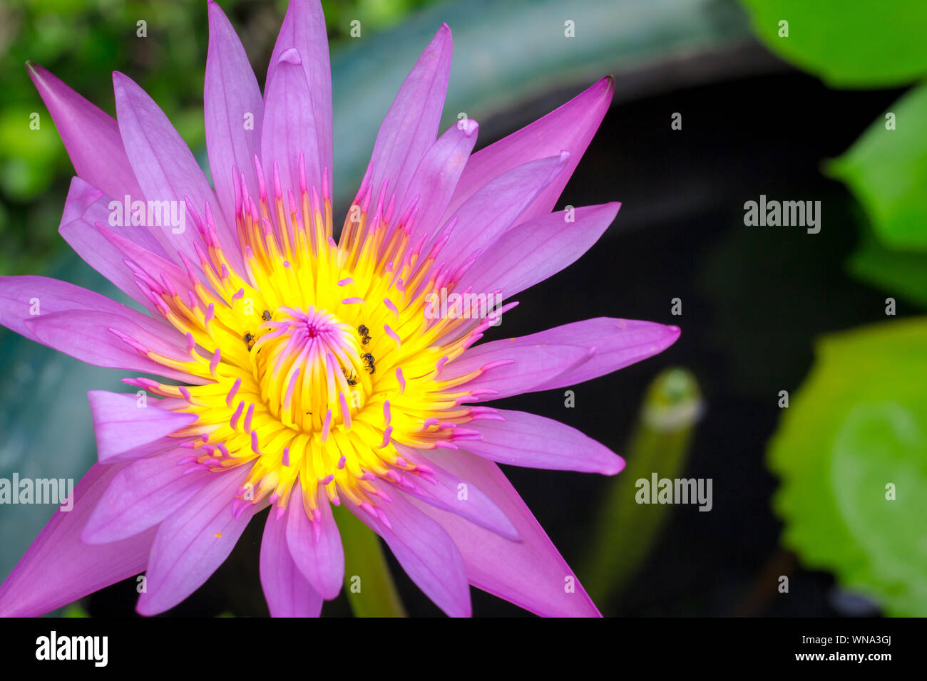 Colorful of a lotus blooming in the early seasons of nature Stock Photo ...