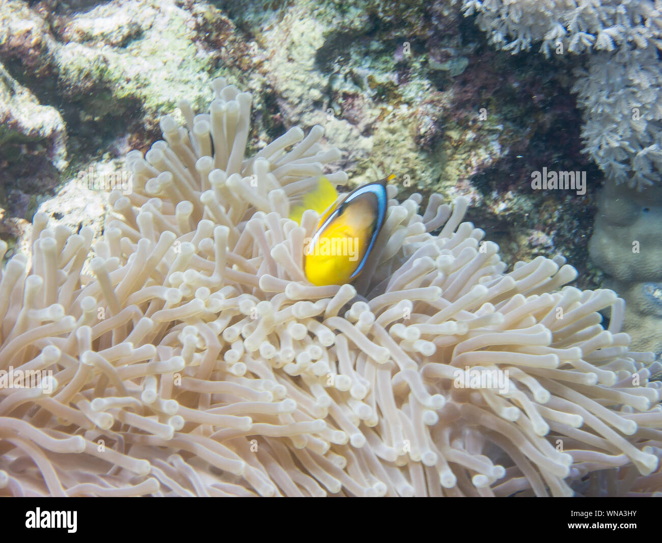 Red Sea Anemone Fish Stock Photo - Alamy