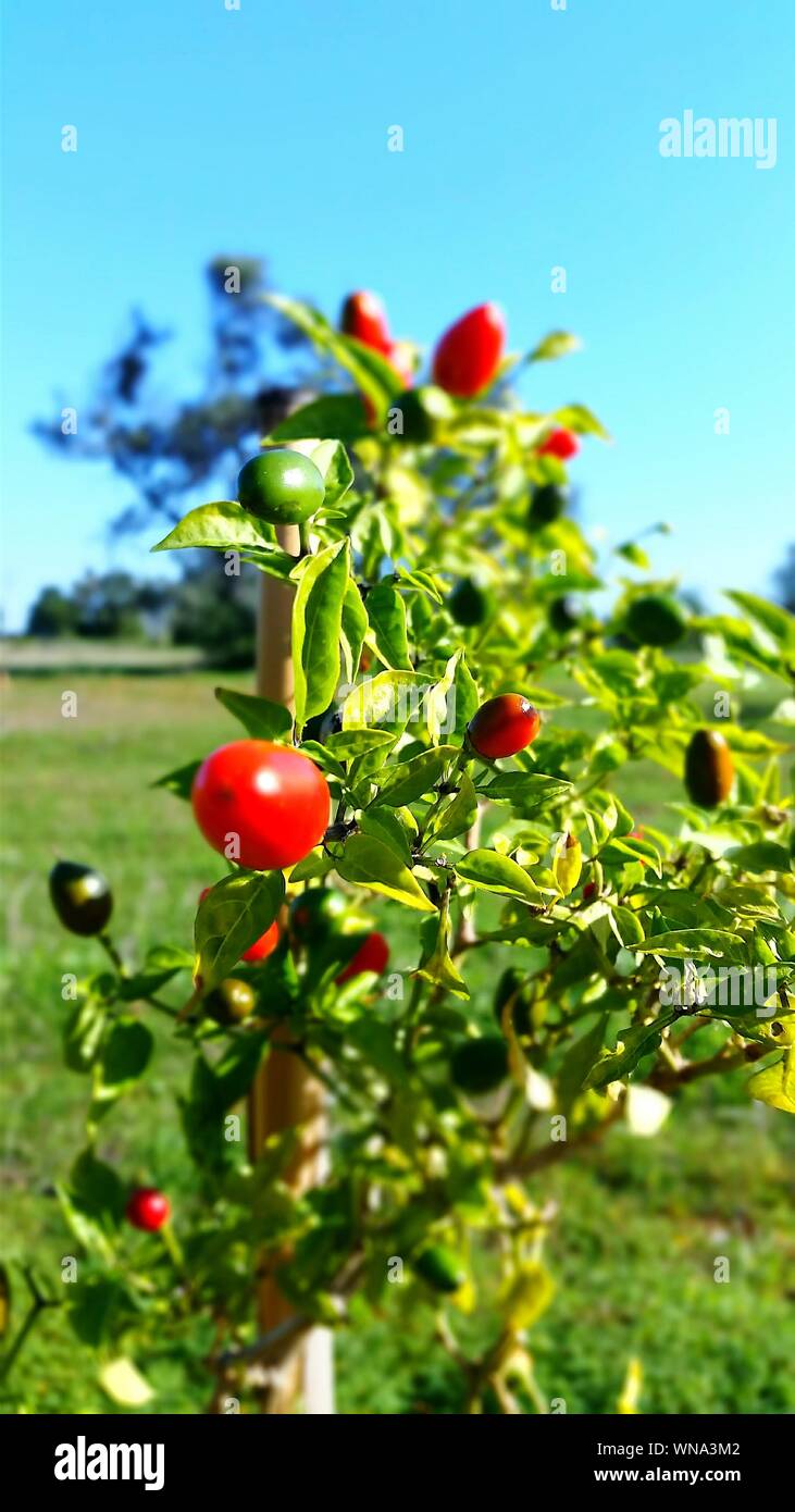 Chili Pepper Field High Resolution Stock Photography and Images - Alamy