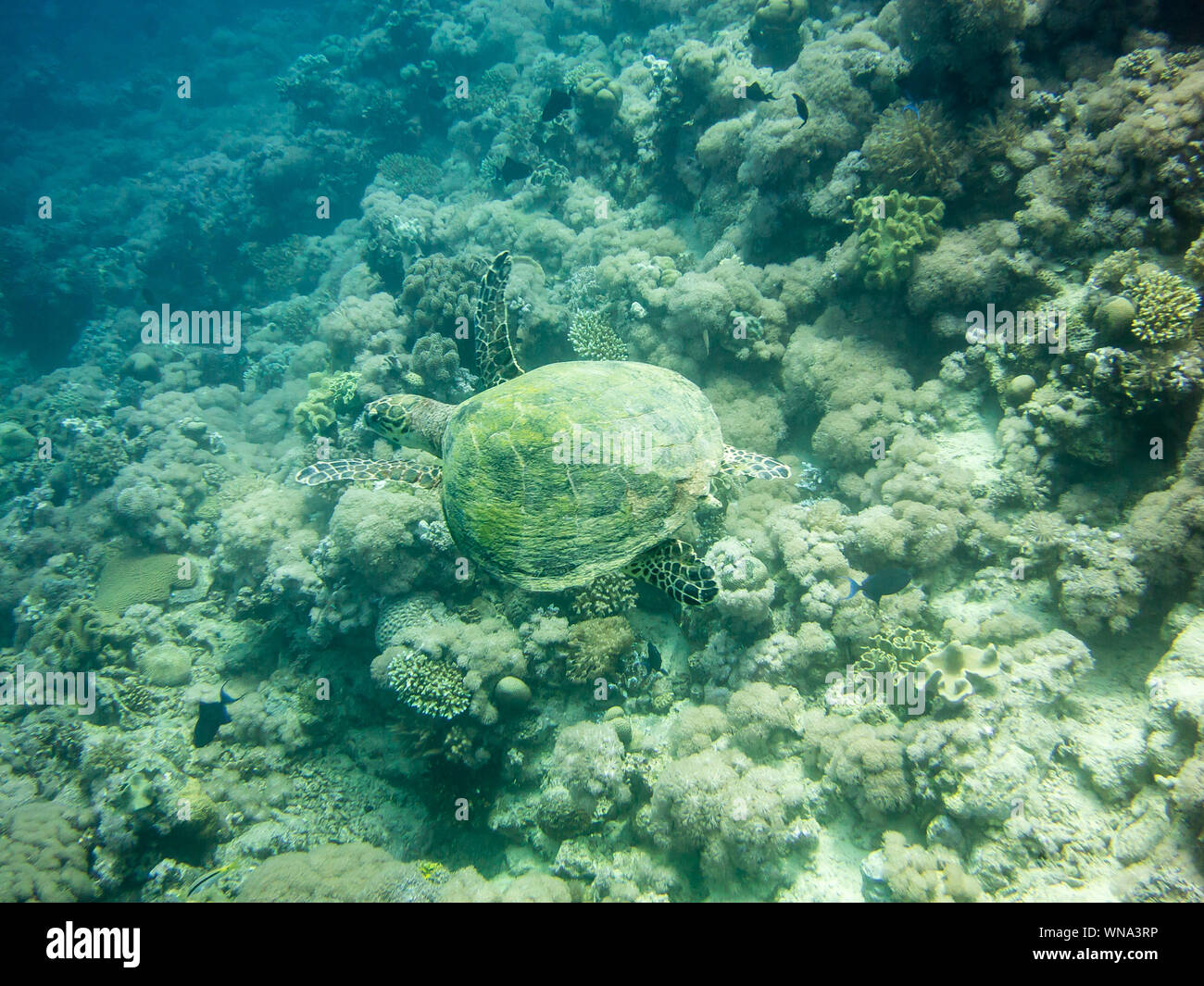 Hawksbill Turtle in the Red Sea Stock Photo - Alamy