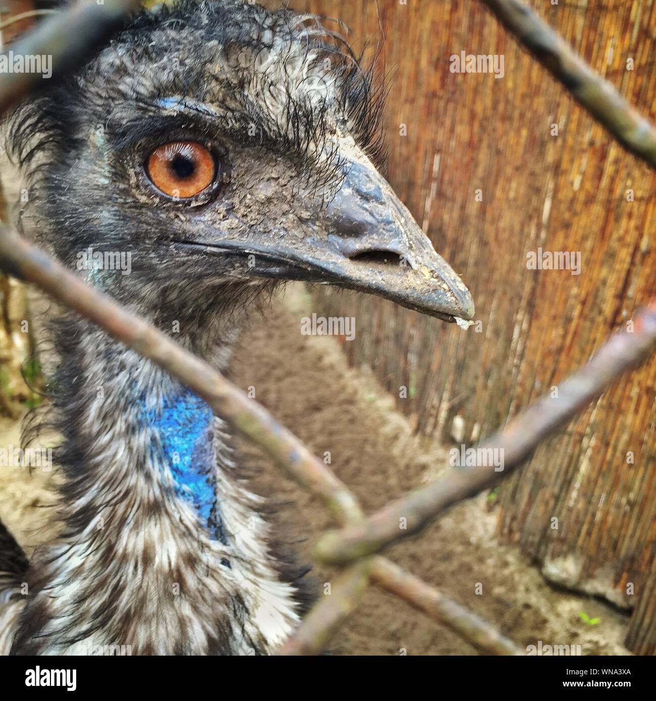 Emu fence hi-res stock photography and images - Alamy