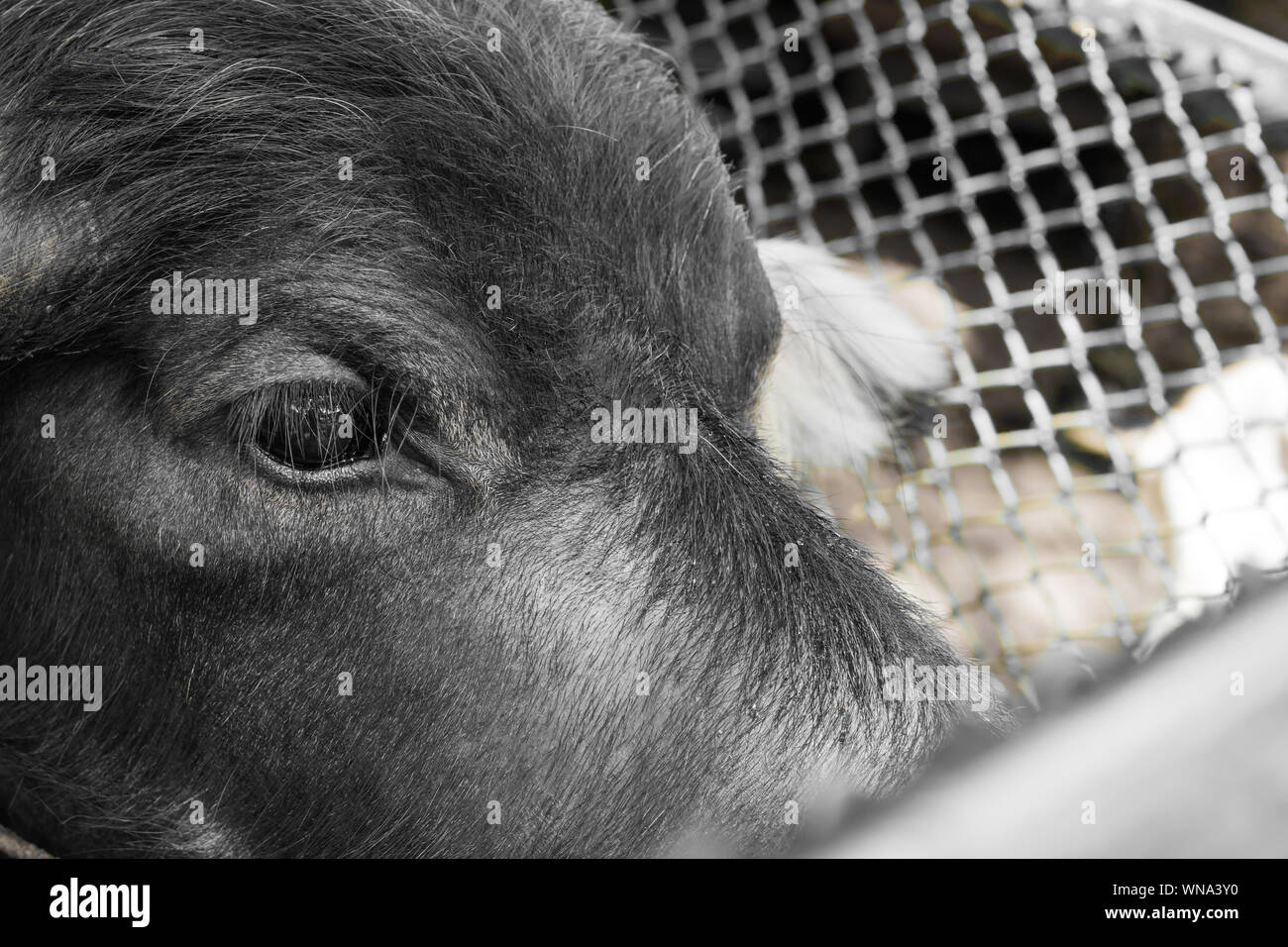 Buffalo in a cage during the day of the summer in the farm at Thailand ...