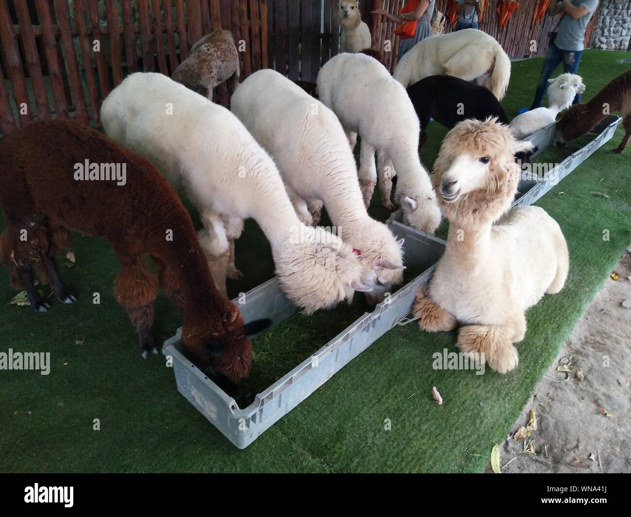 Alpaca sitting eating hi-res stock photography and images - Alamy