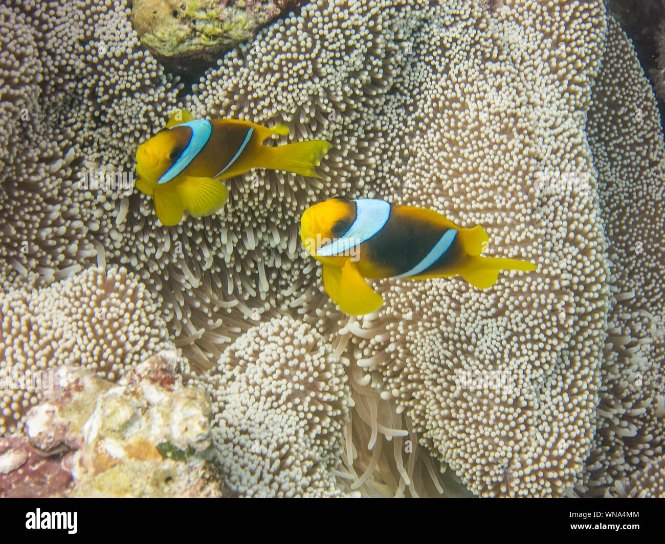 Red Sea Anemone Fish Stock Photo - Alamy