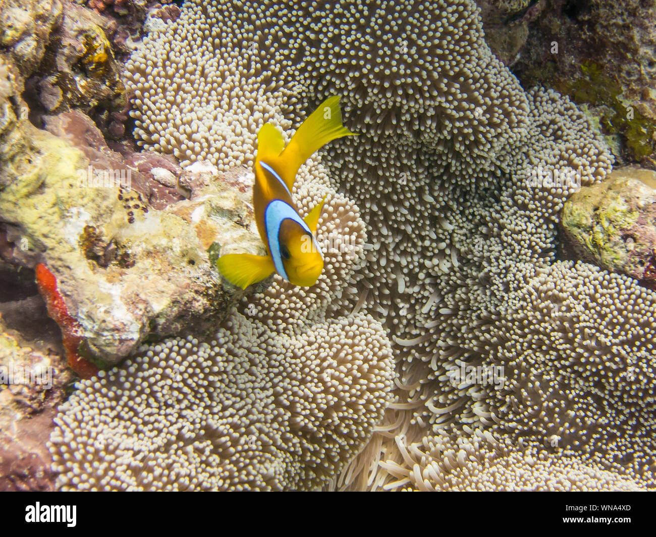 Red Sea Anemone Fish Stock Photo - Alamy
