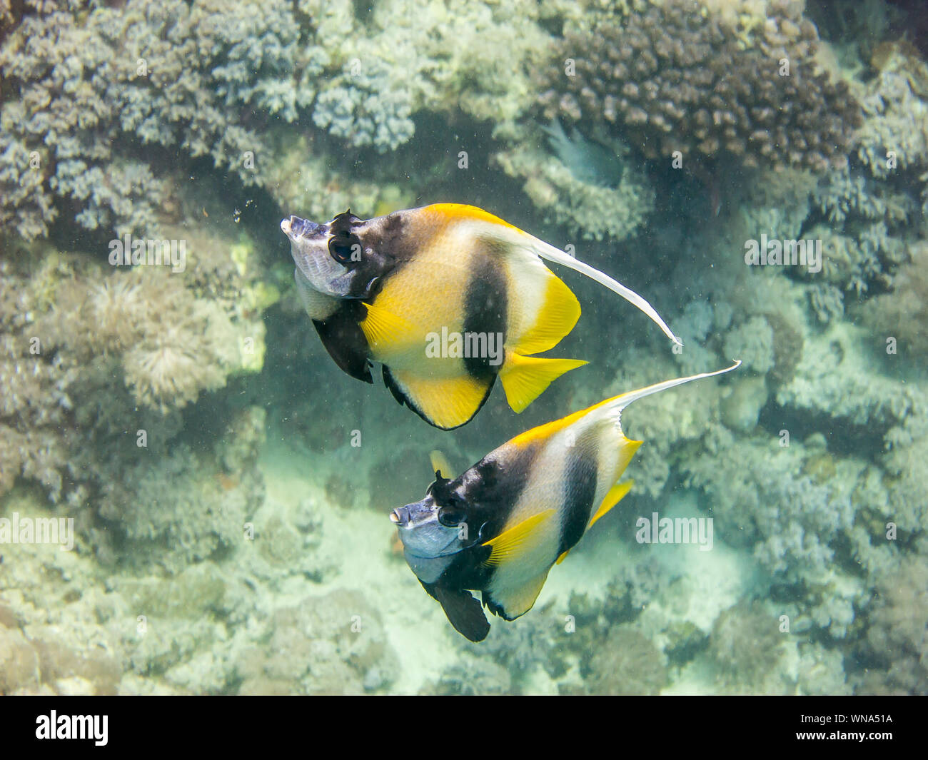 Banner fish hi-res stock photography and images - Alamy