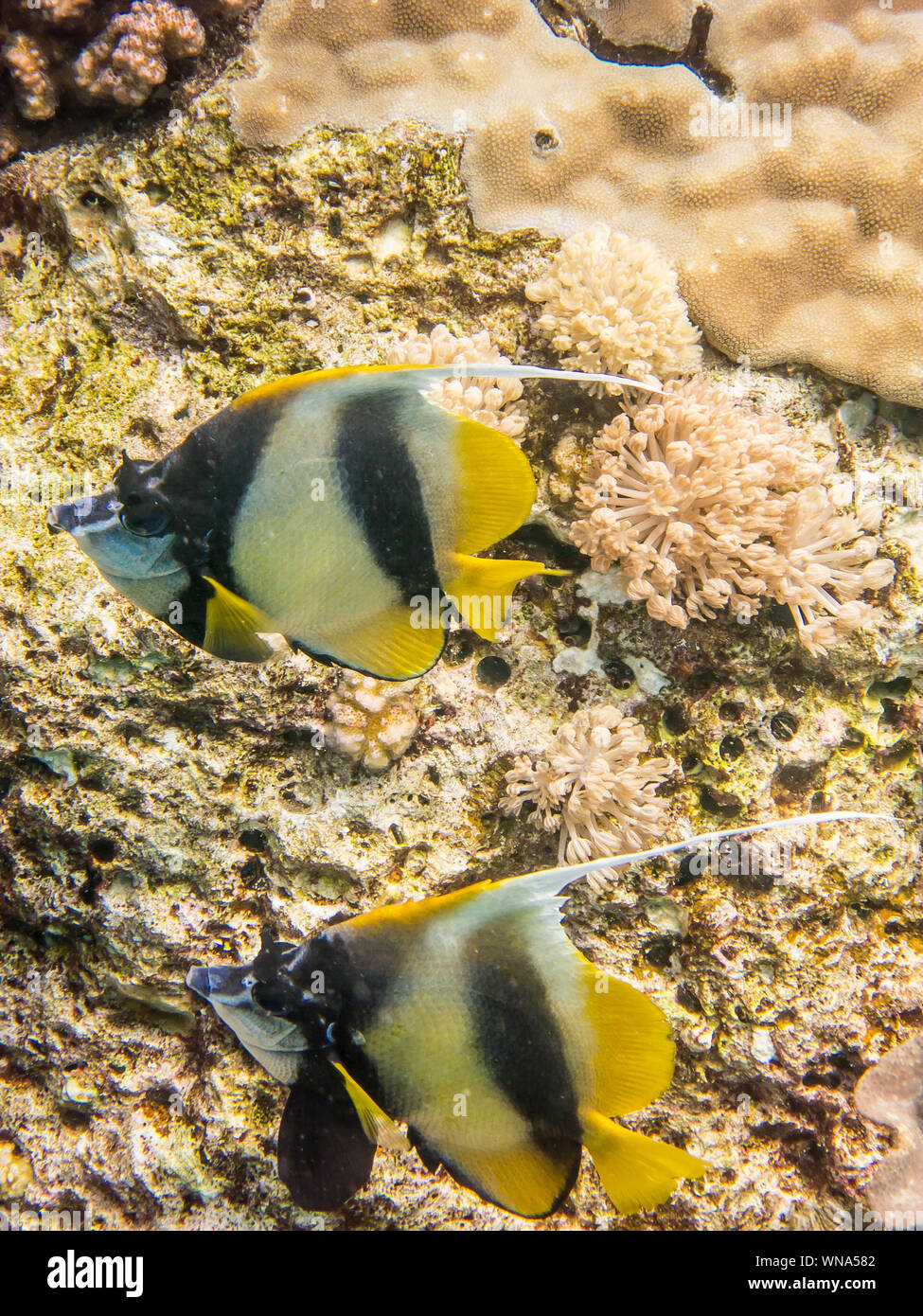 Banner fish hi-res stock photography and images - Alamy