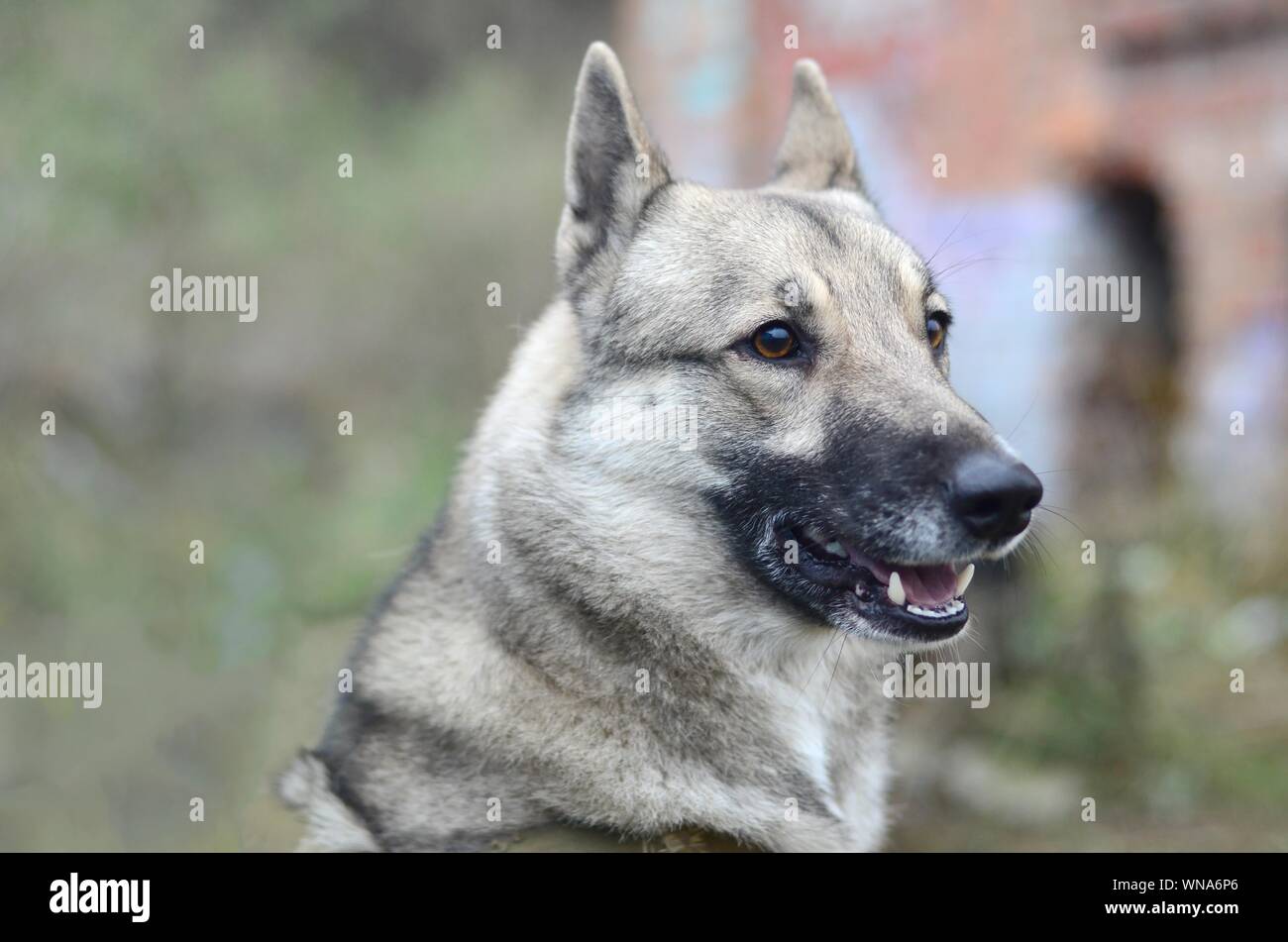 Portrait of a dog breed West Siberian Laika with green field background ...