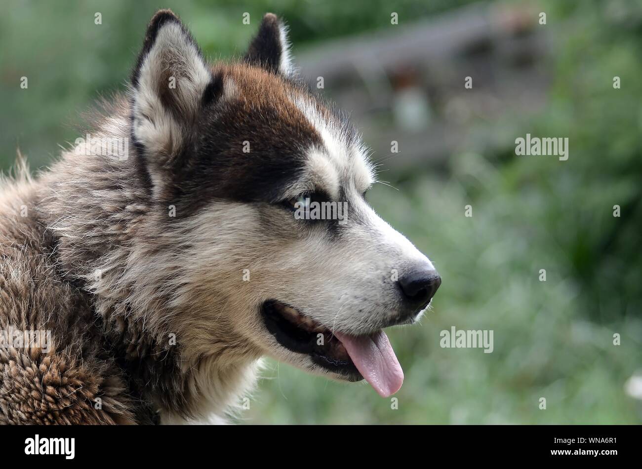 Alaskan Malamute with blue eyes. The Arctic Malamute is a wonderful ...