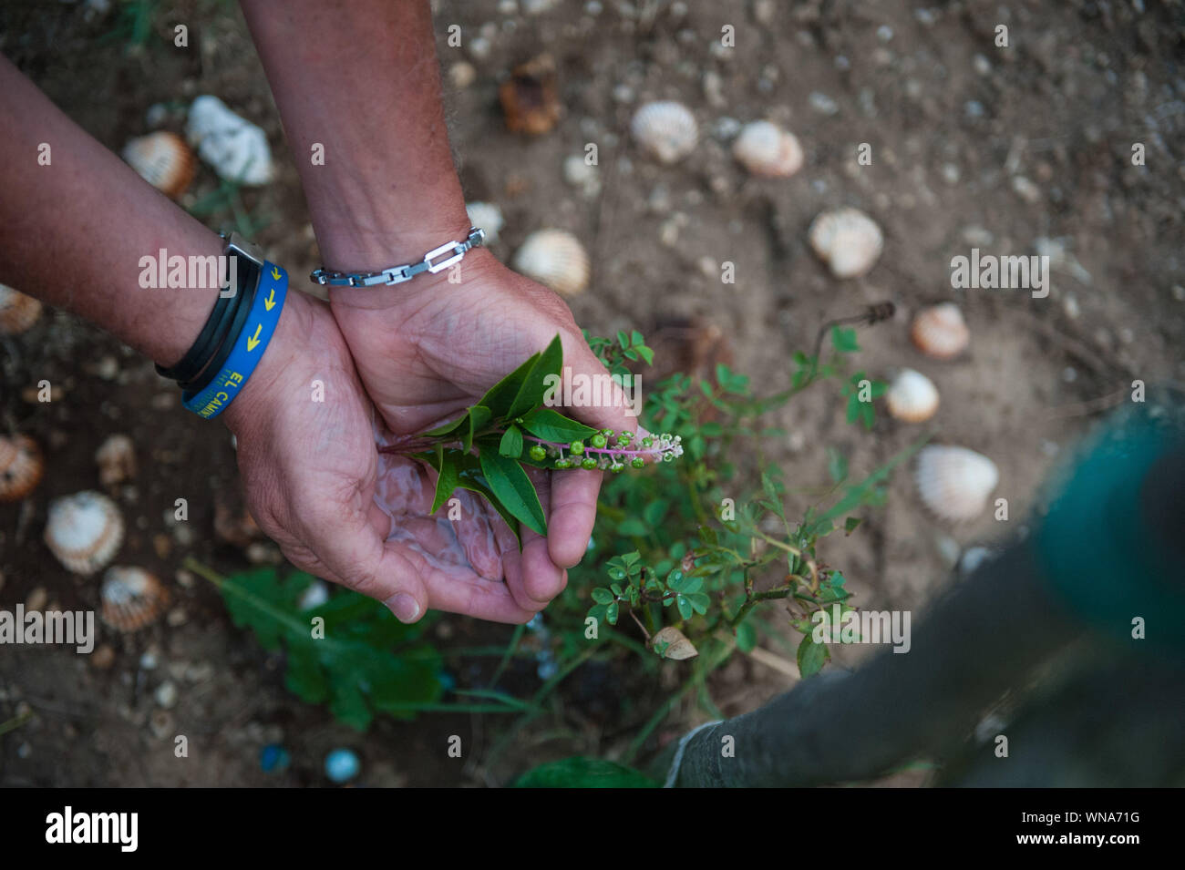 Bioenergia High Resolution Stock Photography and Images - Alamy