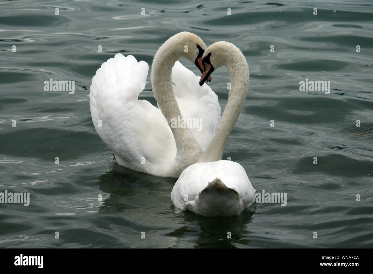 Two swans forming heart shape hi-res stock photography and images - Alamy