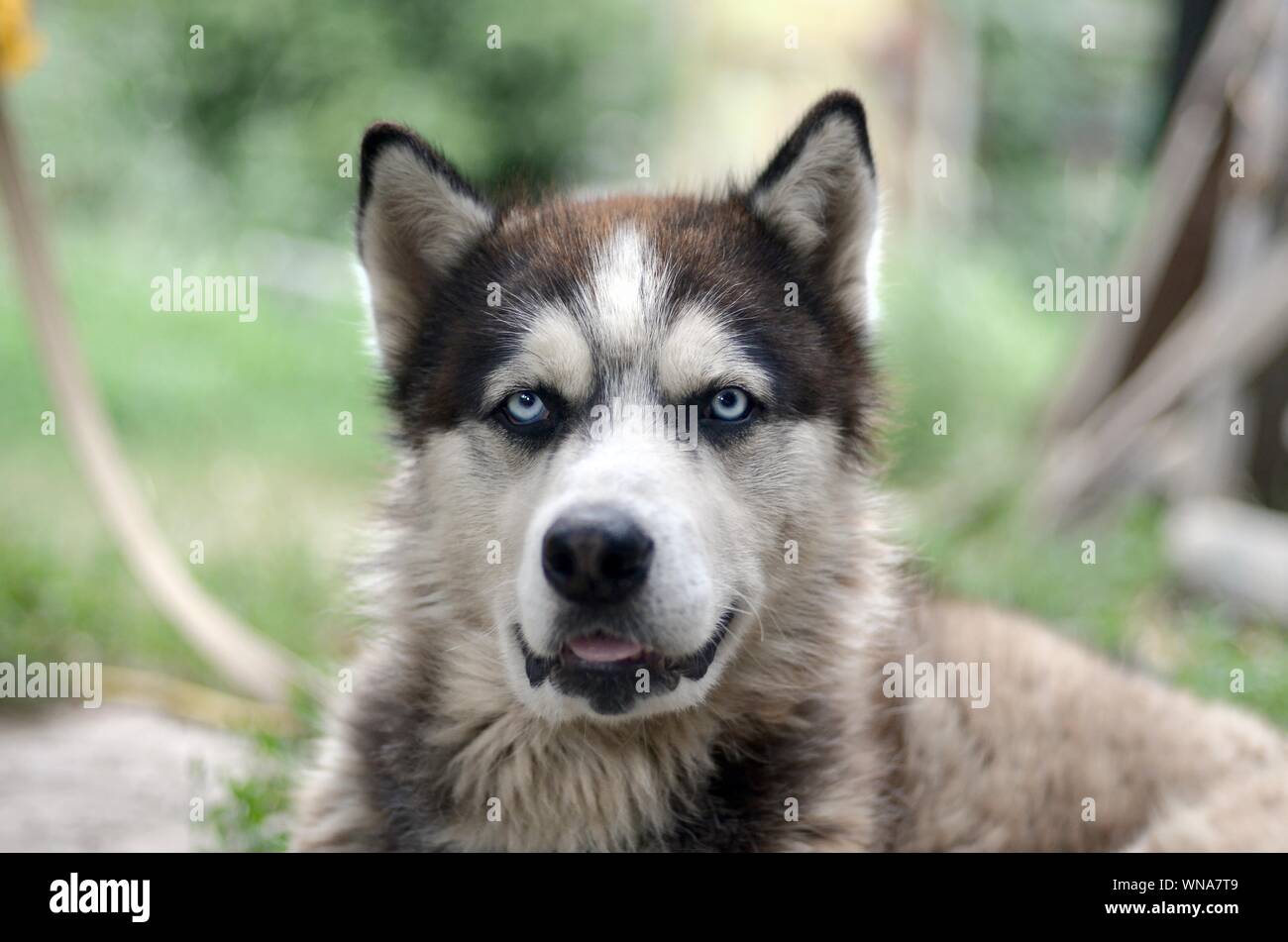Alaskan Malamute with blue eyes. The Arctic Malamute is a wonderful ...